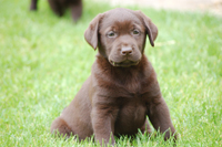 Nos chiots labradors
